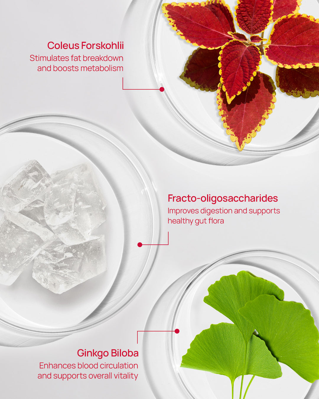 Best Sellers – FOODOLOGY